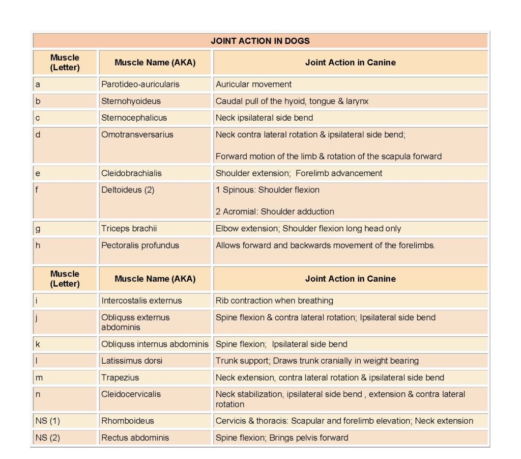 Dog Anatomy & Joint Motion - LOST TEMPLE PETS: Guides, Fitness & Rehab